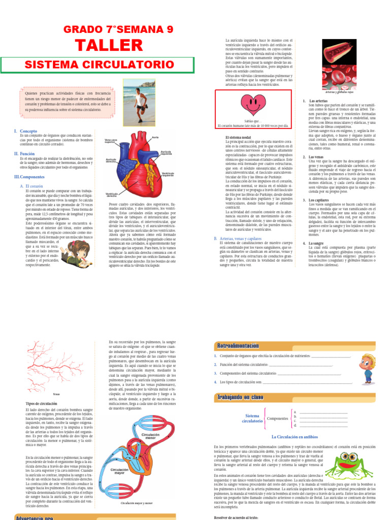 Sistema-Circulatorio-para-Segundo-Grado-de-Secundaria Taller de 7 | PDF | Sistema circulatorio ...