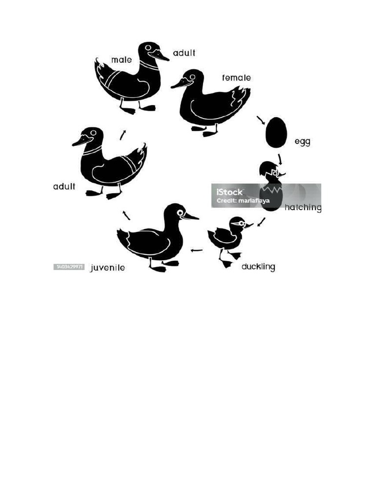 PATO | PDF