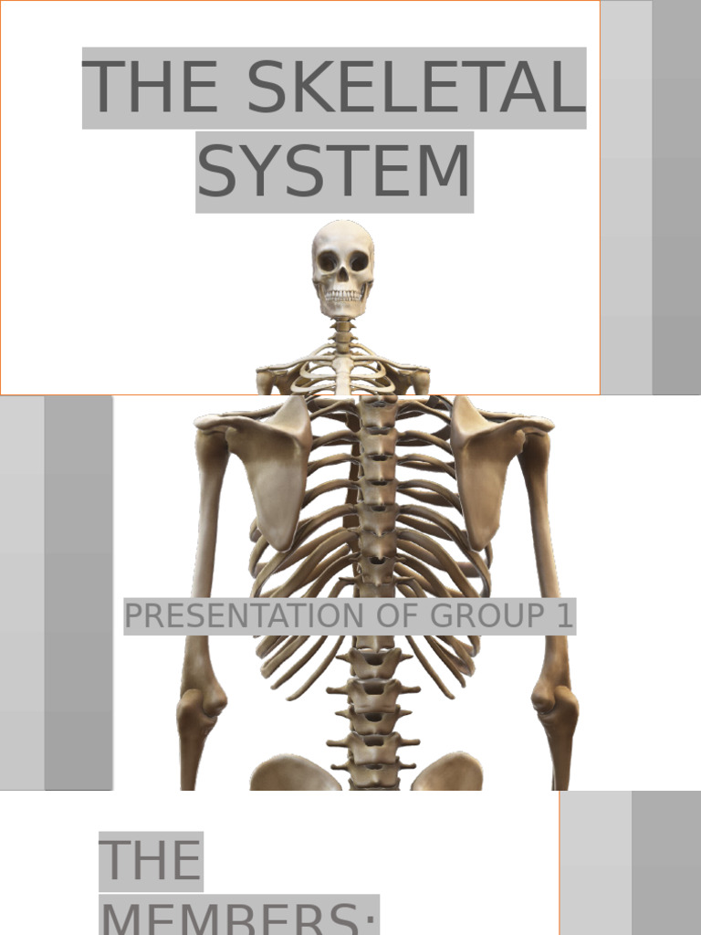 Skeletal System Overview for Grade 4 | PDF | Social Science | Wellness