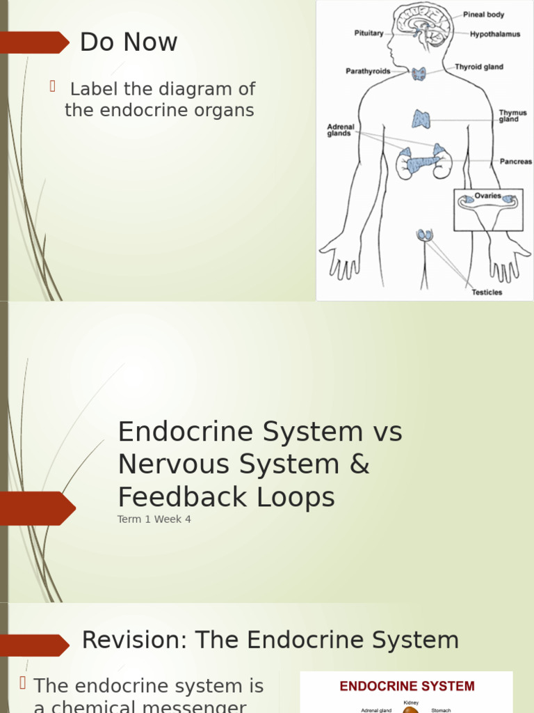 Year 9 Science W4 L4 Glands, Comparison To Nervous System & Feedback ...