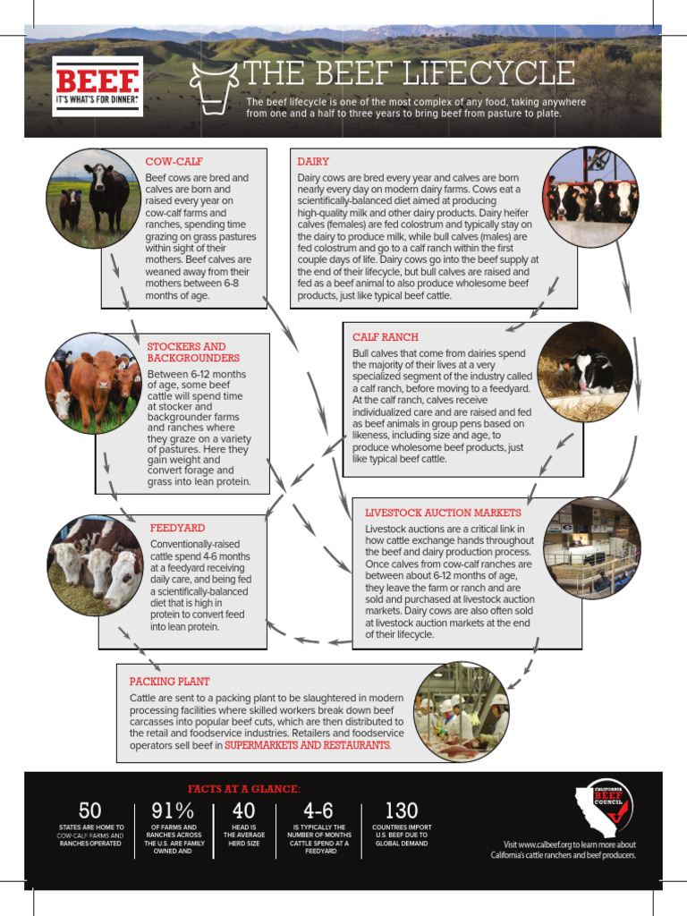 The Beef Lifecycle | PDF