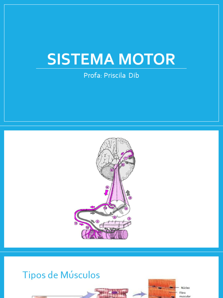 Aula 6=Sistema Motor Fisiologia 2024 | PDF