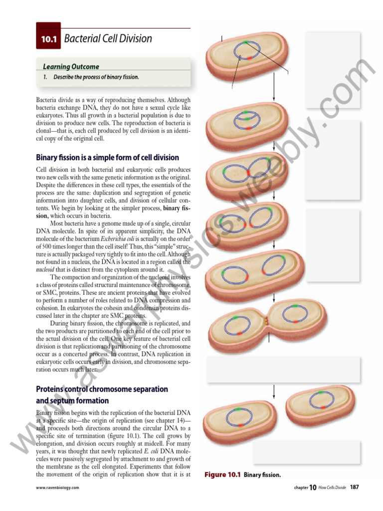 Raven - Biology Part6 | PDF