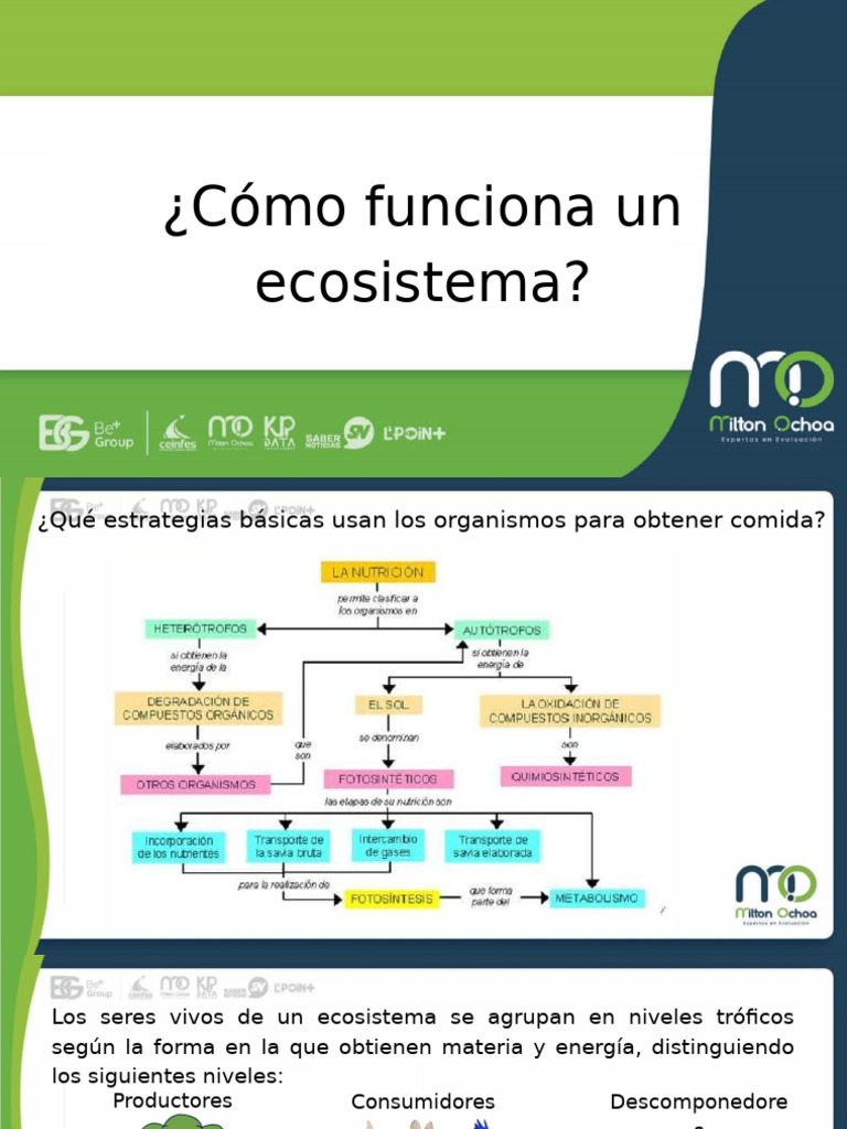 Como Funcionan Los Ecosistemas | PDF