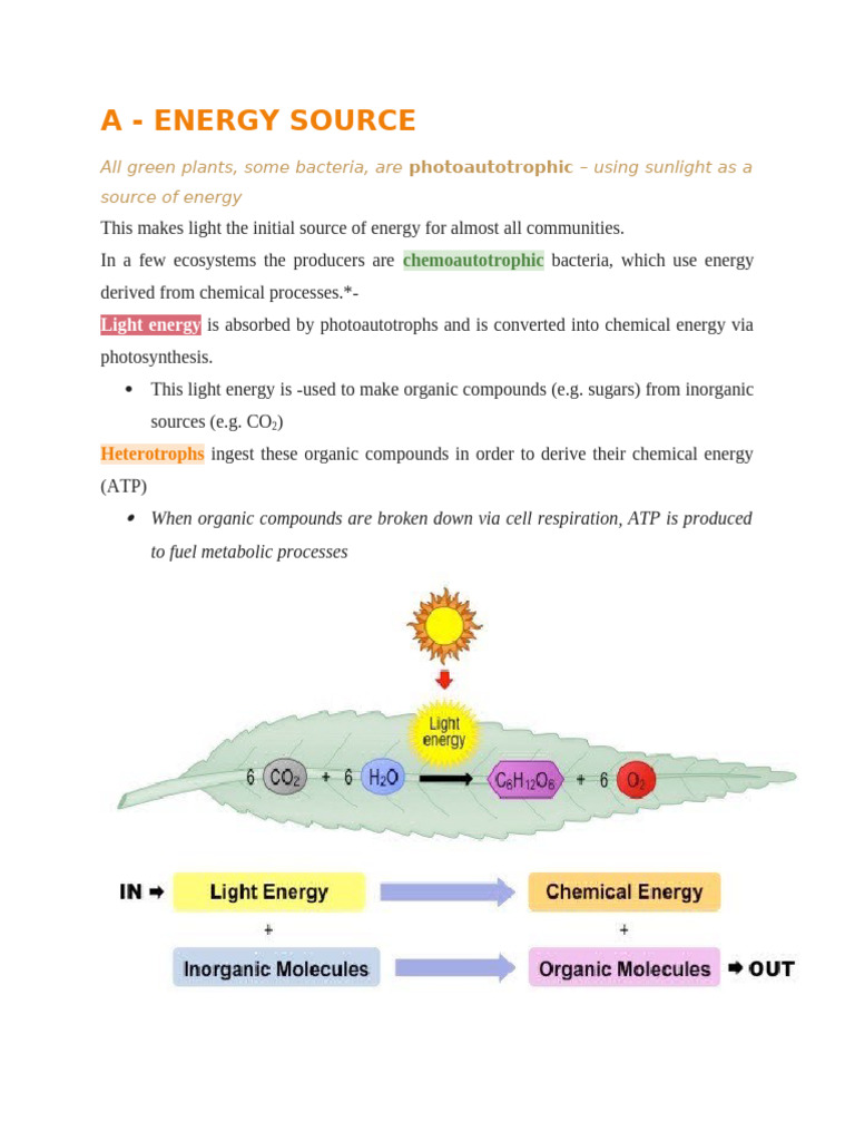 IB Biology - Flow of Energy - Nin | PDF