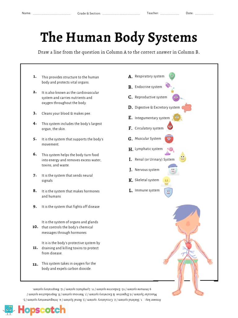 12 Body Systems Worksheet | PDF