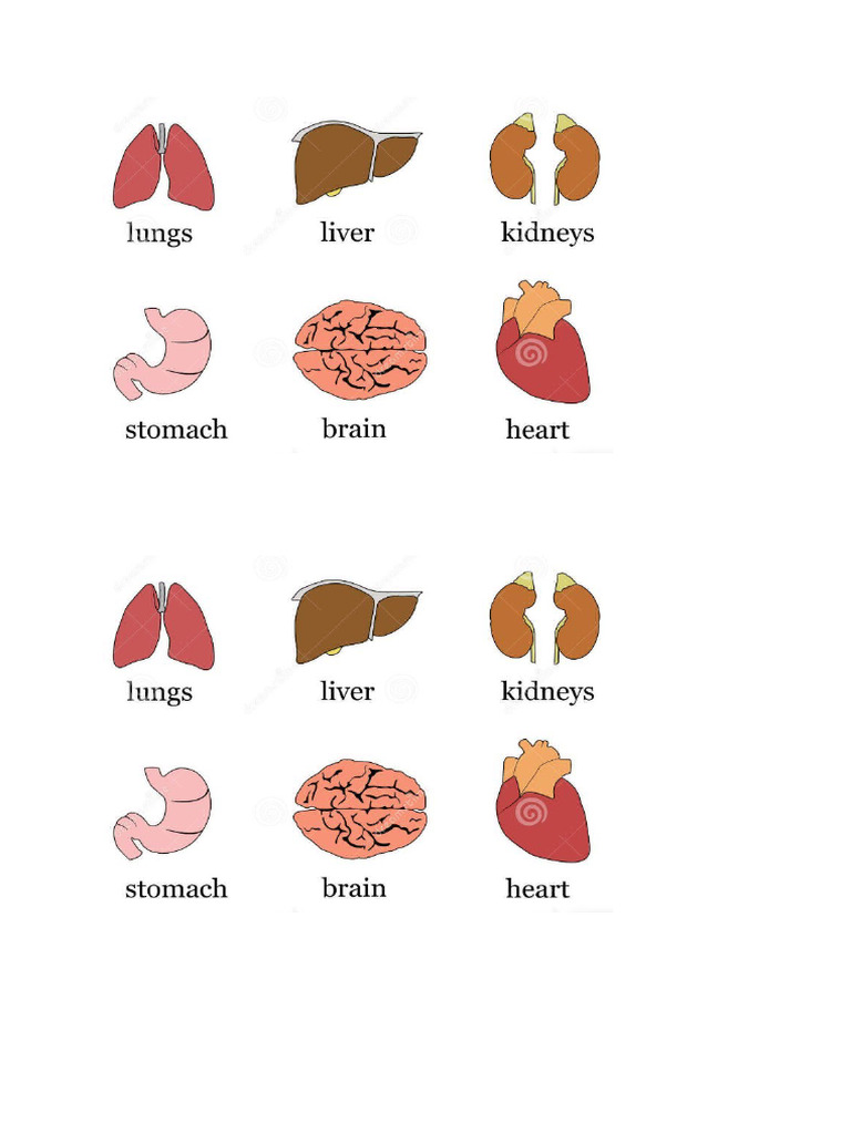 Internal Organs | PDF