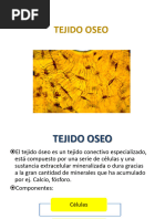 Definición de Osteona en Hueso Compacto | PDF | Hueso | Morfología ...