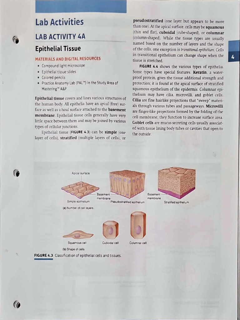 Lab 4 Complete Anatomy | PDF