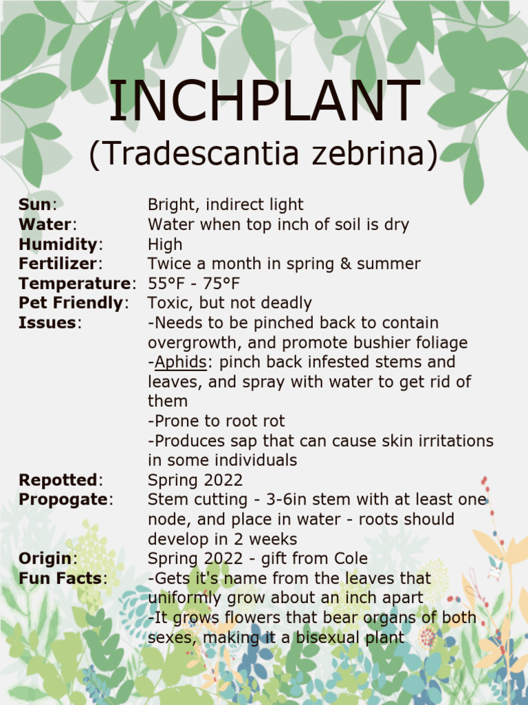 Inch Plant | PDF