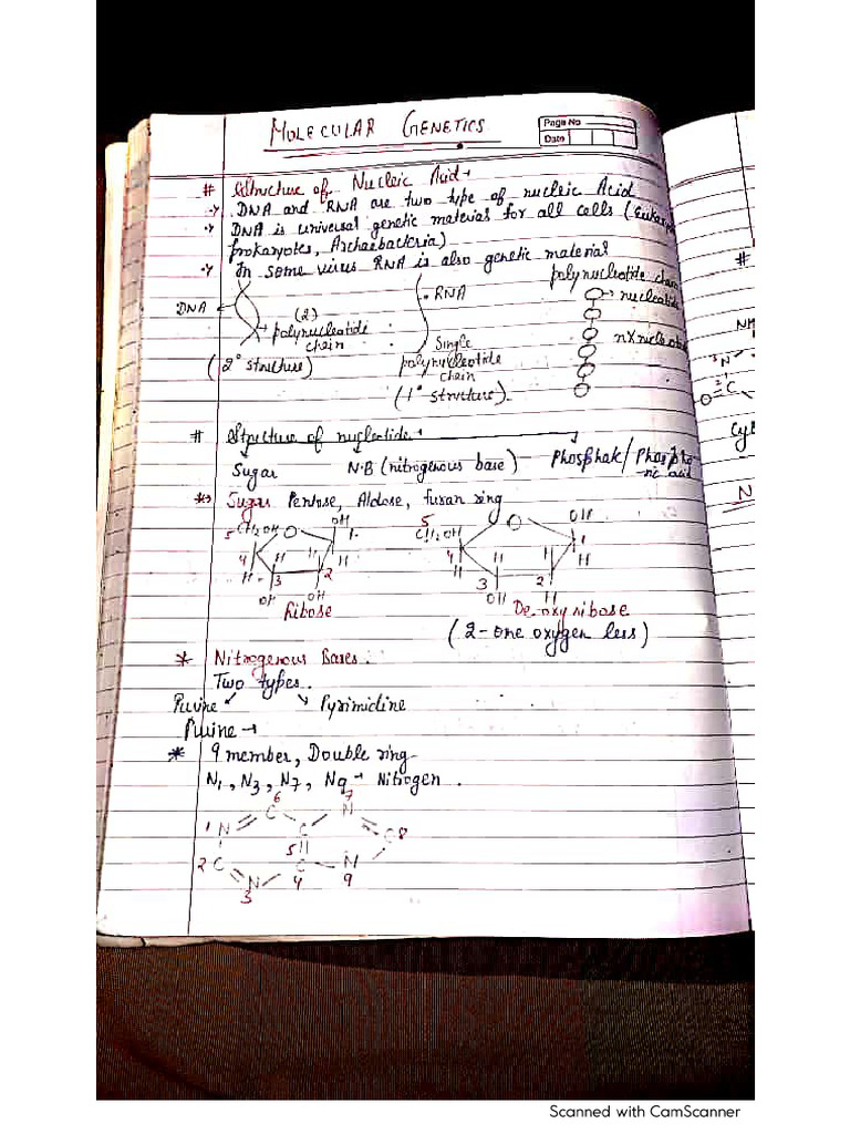 Molecular Genetics Notes | PDF