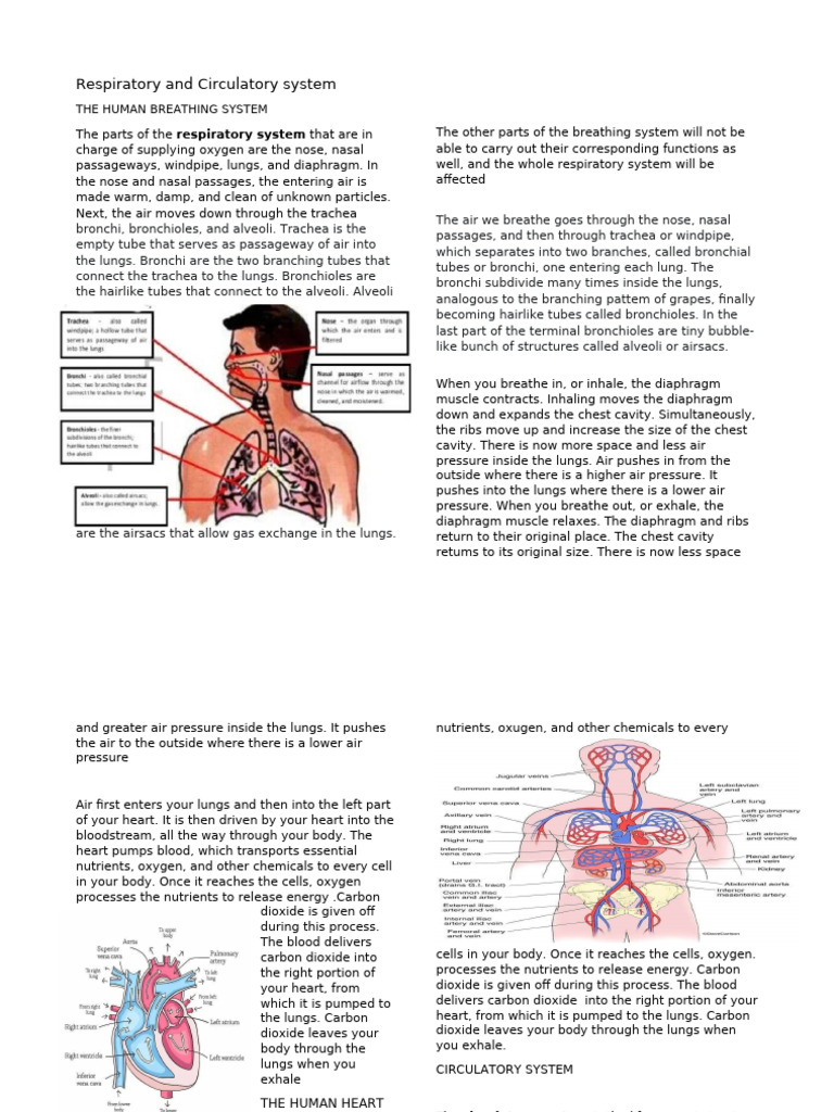 Respiratory and Circulatory System | PDF