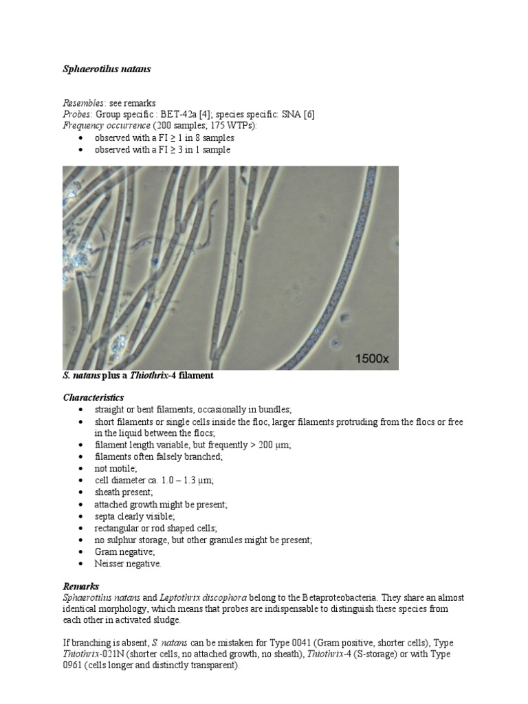 Sphaerotilus natans Characteristics and Control | PDF | Sewage ...