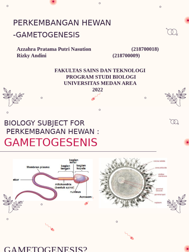 GAMETOGENISIS Azzahra - Andini | PDF