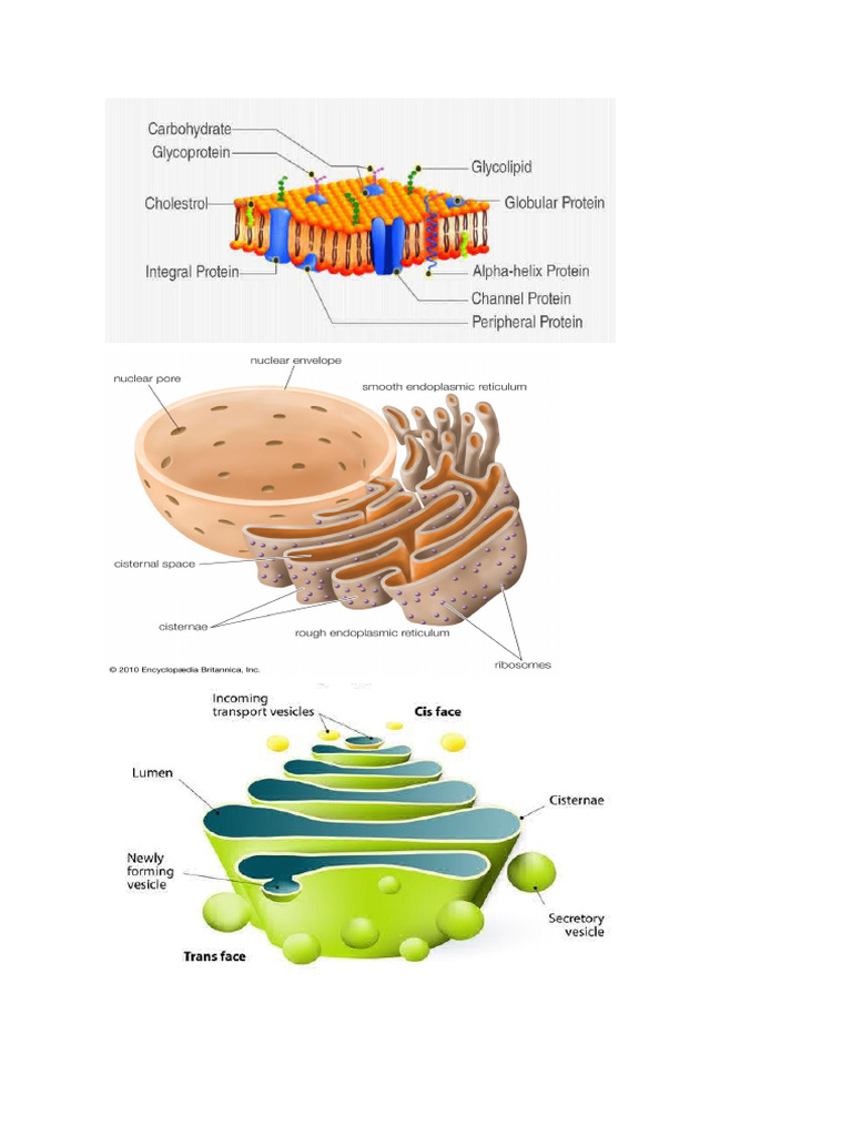 Biology Diagrams of Chapter Cell | PDF