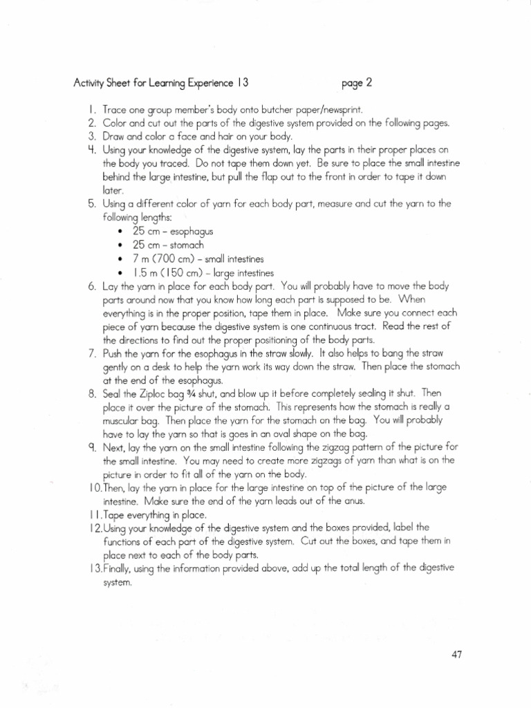 Digestive System Model | PDF