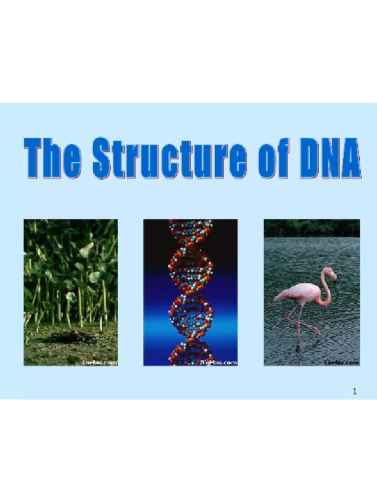 Structure of DNA | PDF