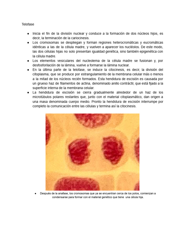 Telofase | PDF