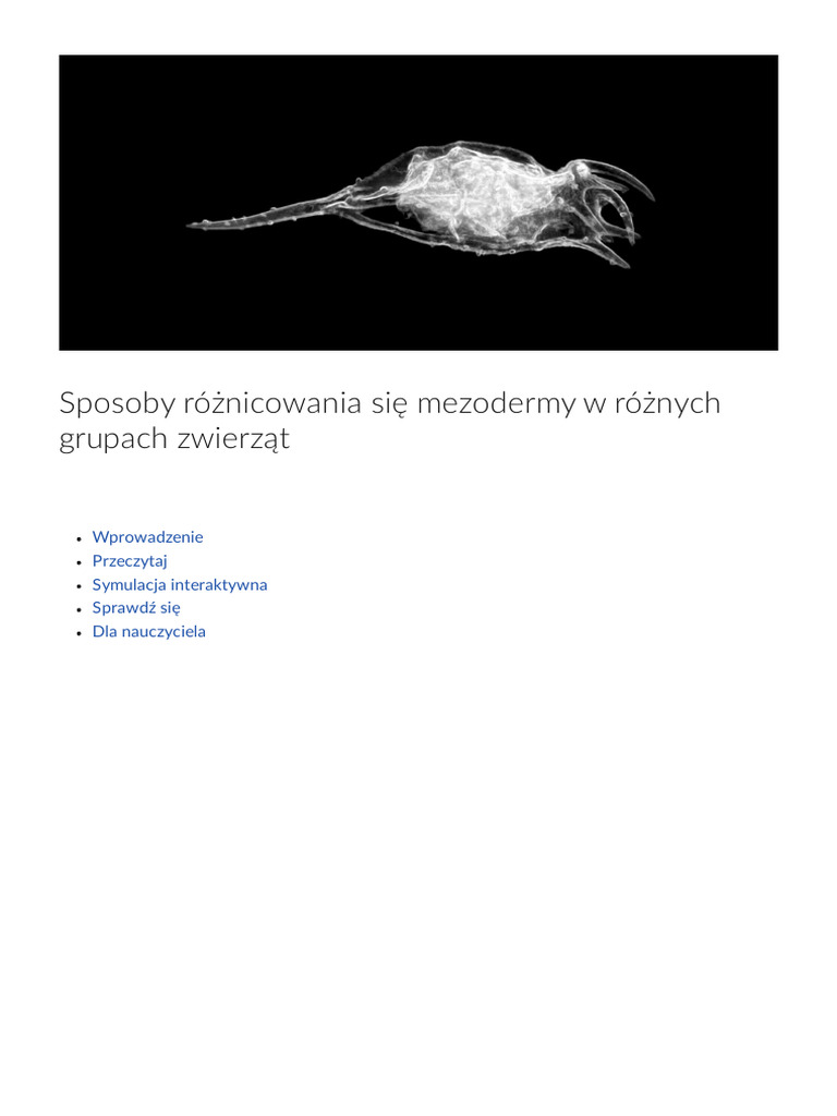 Sposoby Roznicowania Sie Mezodermy W Roznych Grupach Zwierzat | PDF