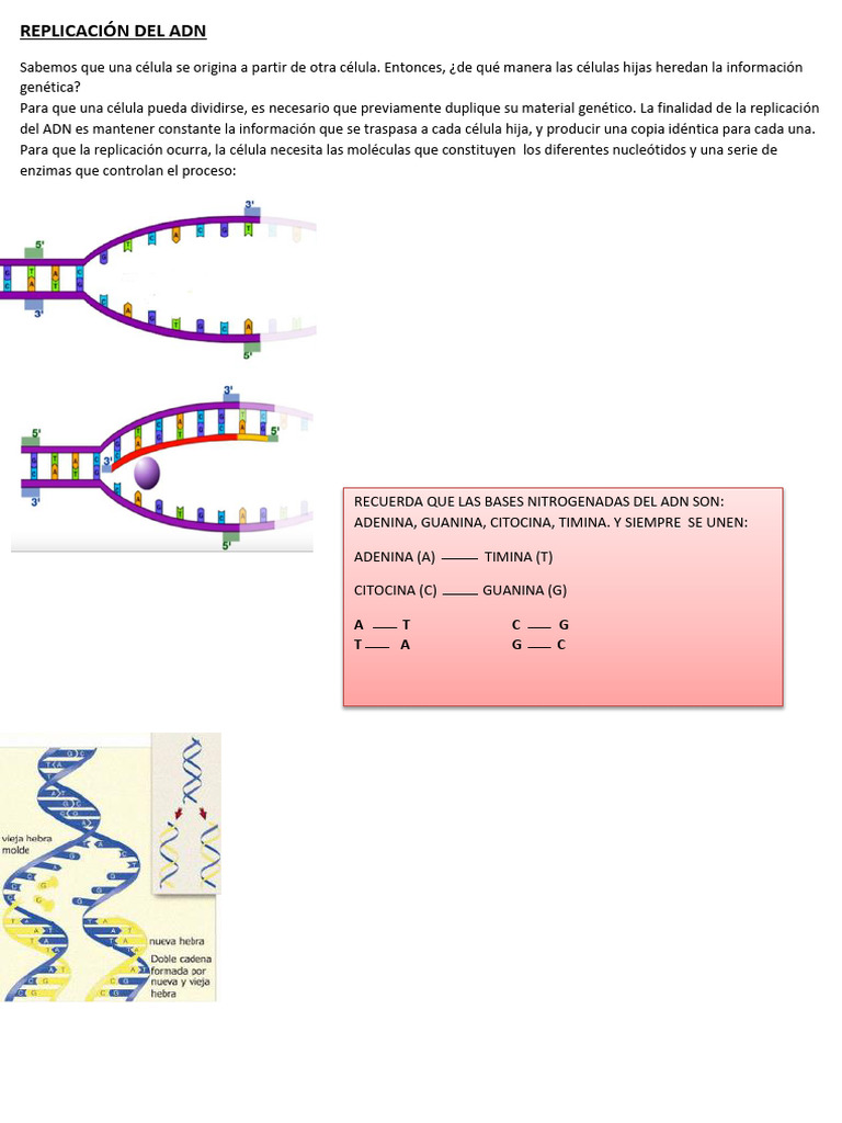Replicación Del Adn | PDF