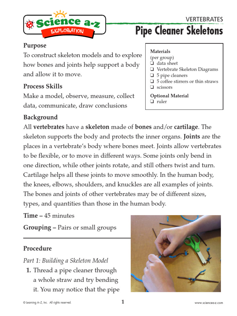 Activity - Pipe Cleaner Skeletons | PDF | Skeleton | Home & Garden
