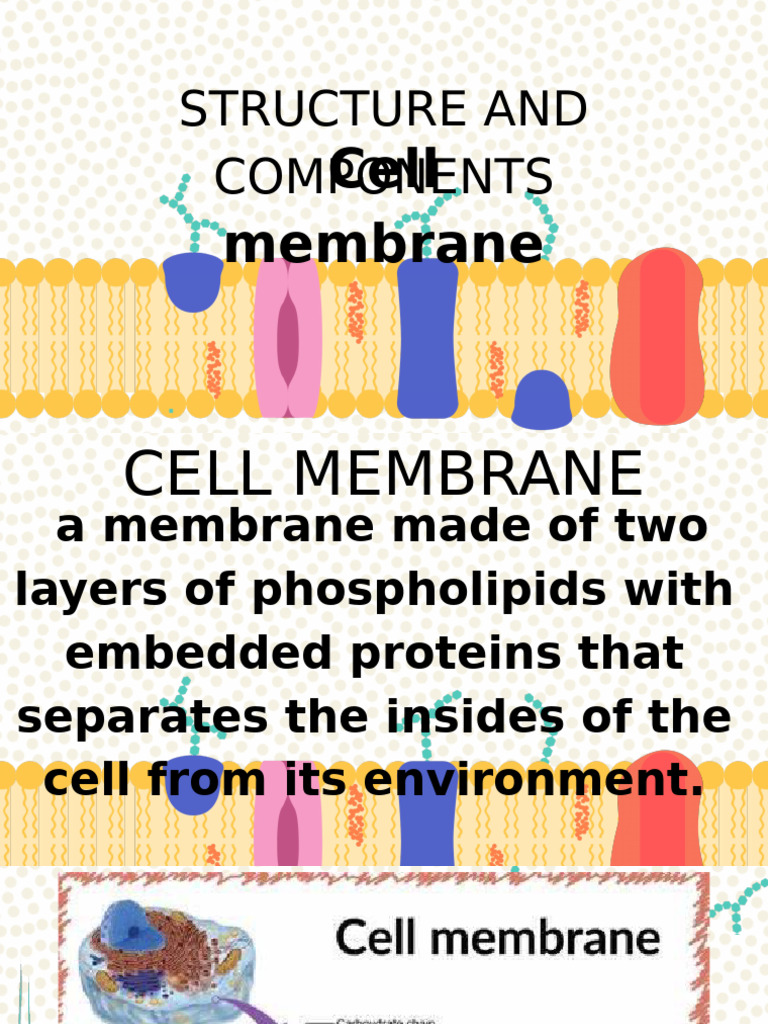 Cell Membrane Phospholipid Bilayer Biology Presentation in A Bold ...