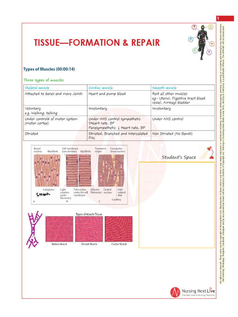 3423 Handwritten Notes Skeletal System Physiology Tissue | PDF