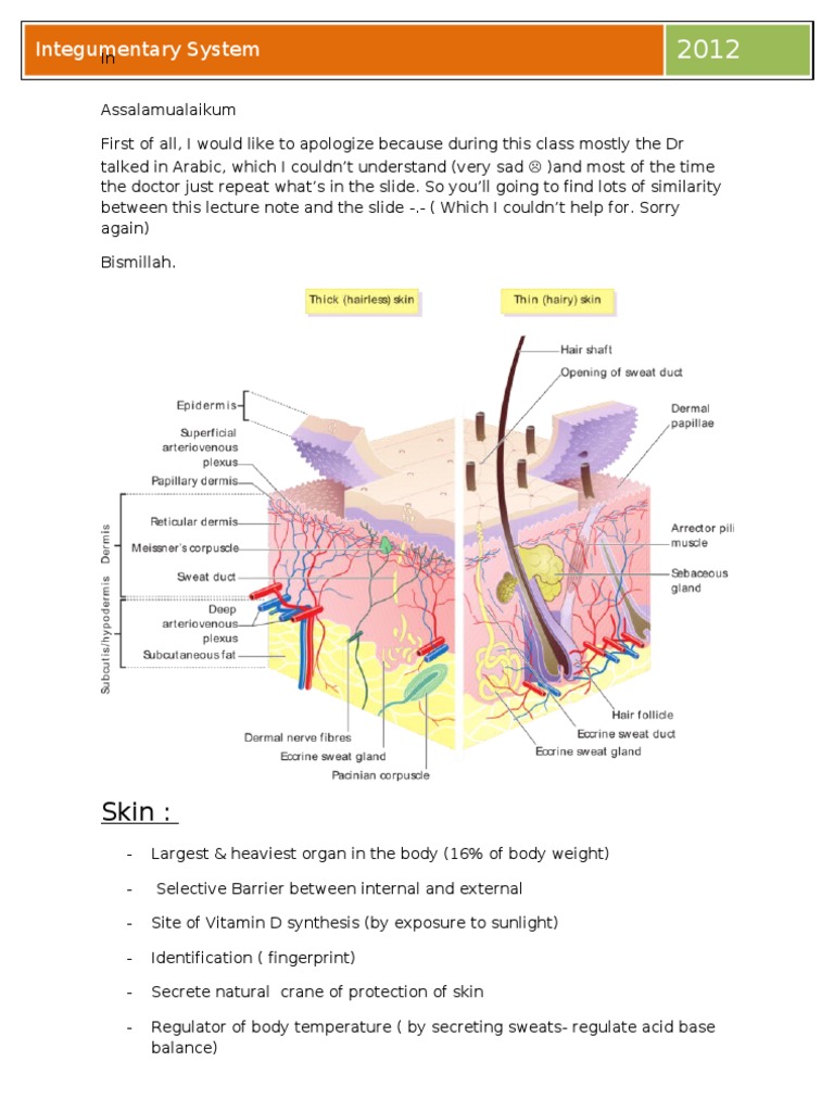 Lecture Note Integumentary System | Skin | Epidermis