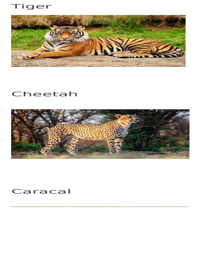 Tiger | PDF