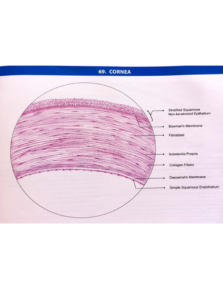 Cornea, Retina, Lens, S-C Junction, Eyelid, Optic Nerve | PDF