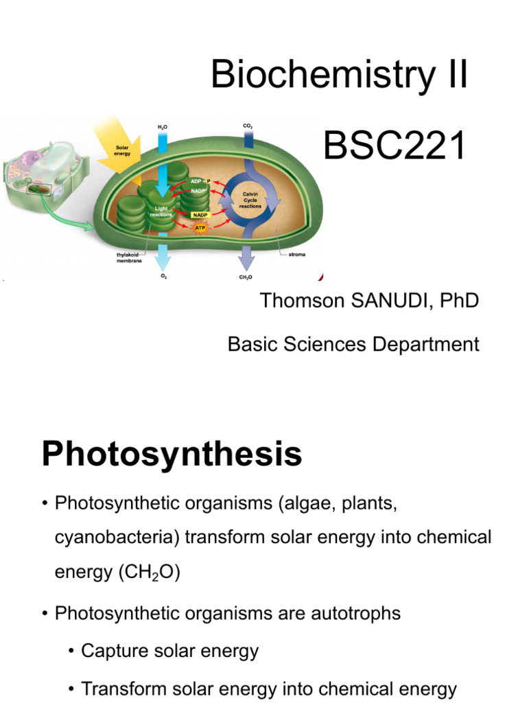 7 Photosynthesis | PDF