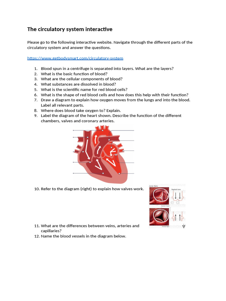 Y8 The circulatory system interactive QUESTIONS | PDF