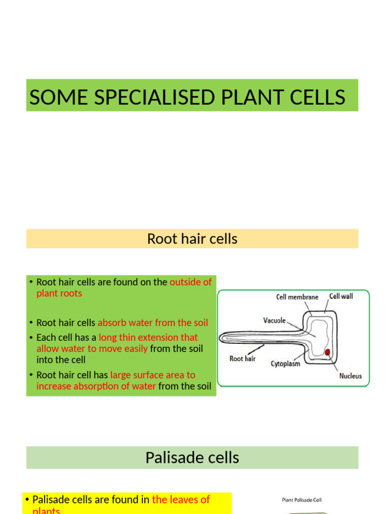 Specialized Plant Cells Overview | PDF | Tissue (Biology) | Science ...