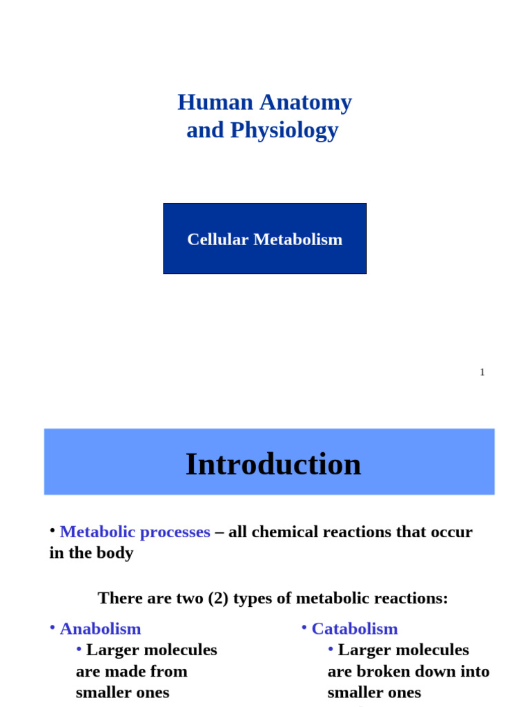 Cellular Metabolism | PDF