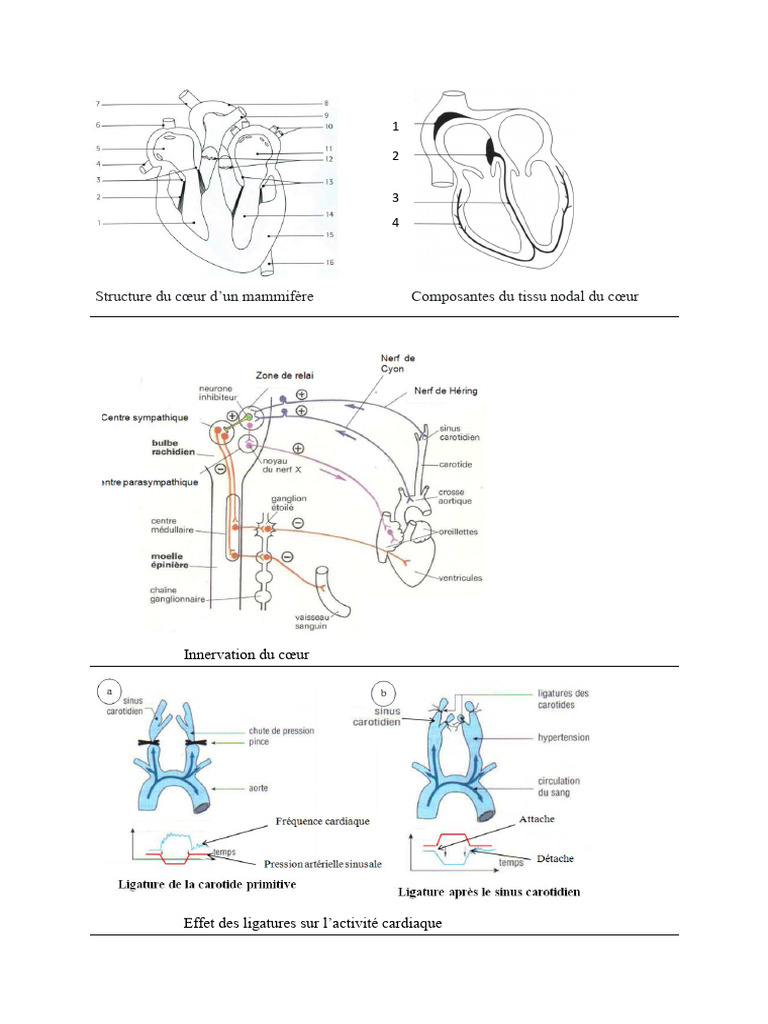Schémas Coeur | PDF