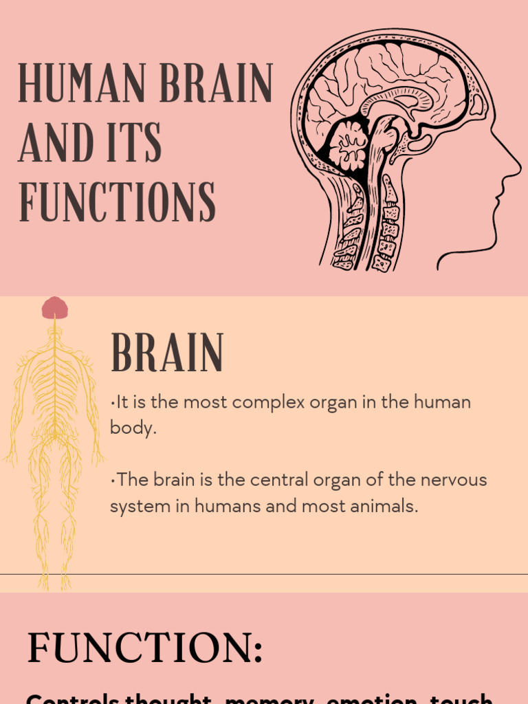 PERDEV-PARTS-OF-THE-BRAIN | PDF