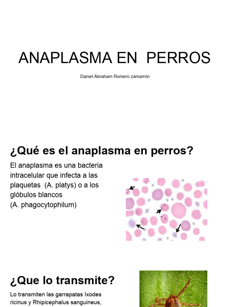 Anaplasma en Perros 1 | PDF