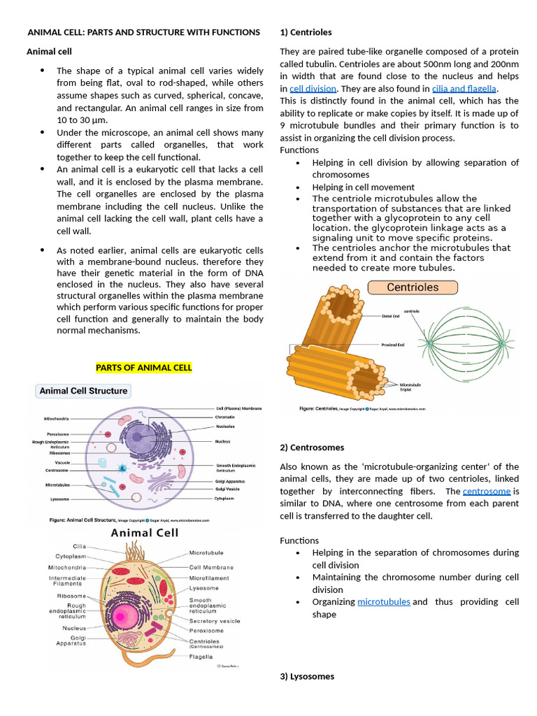 Animal Cell | PDF