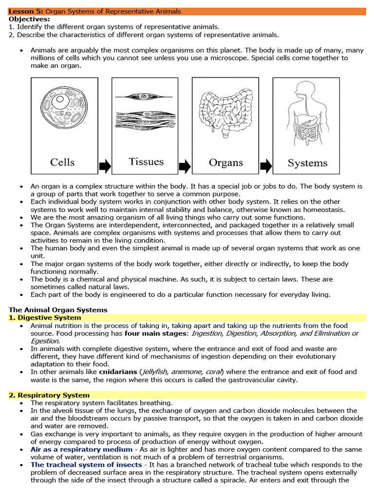 Organ Systems of Representative Animals | PDF