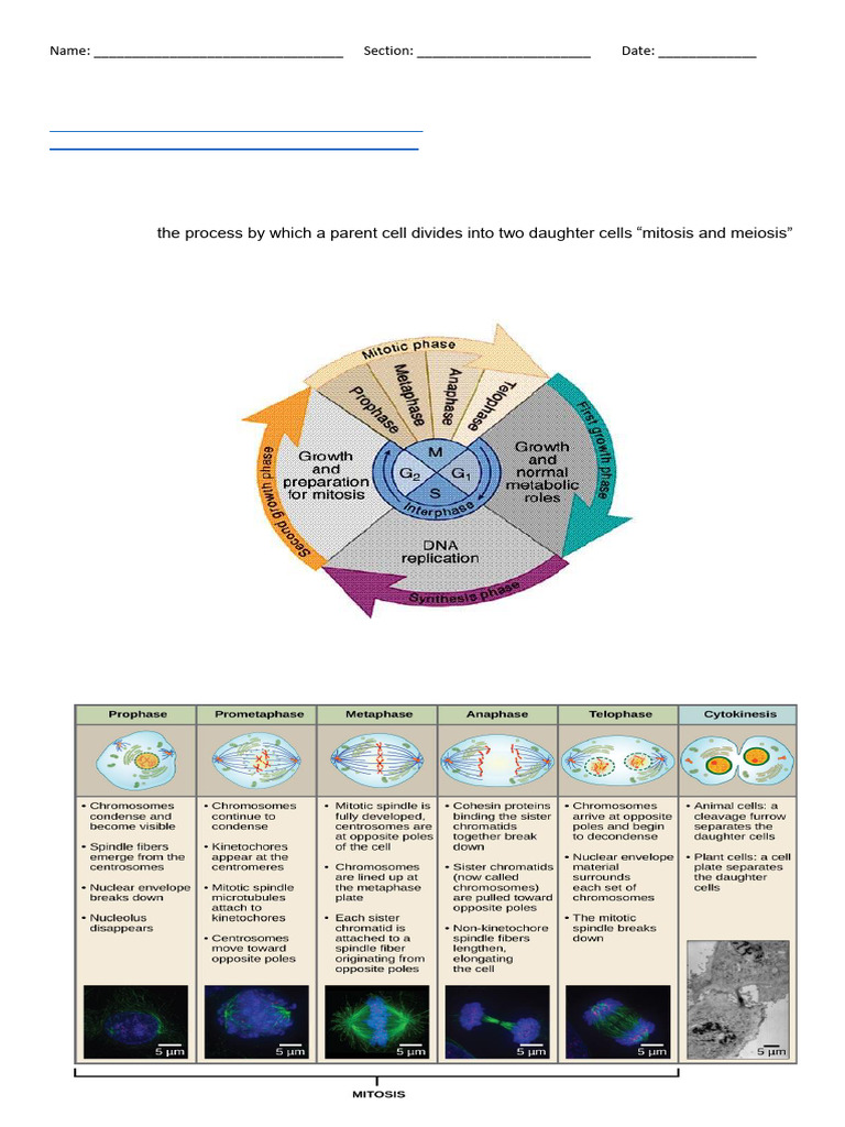Cellcycle Mitosis Worksheet | PDF
