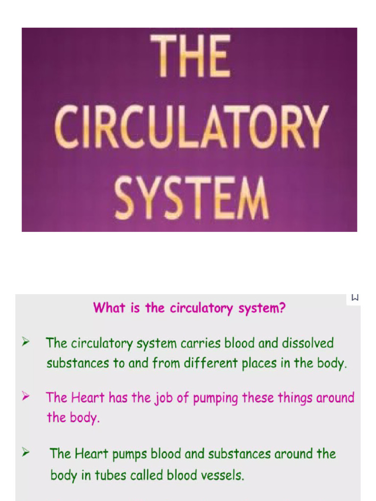Circulatory System | PDF