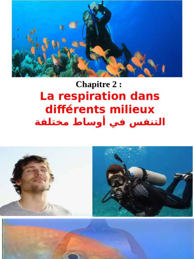 Chapitre 2 La Respiration Cours Modifié | PDF