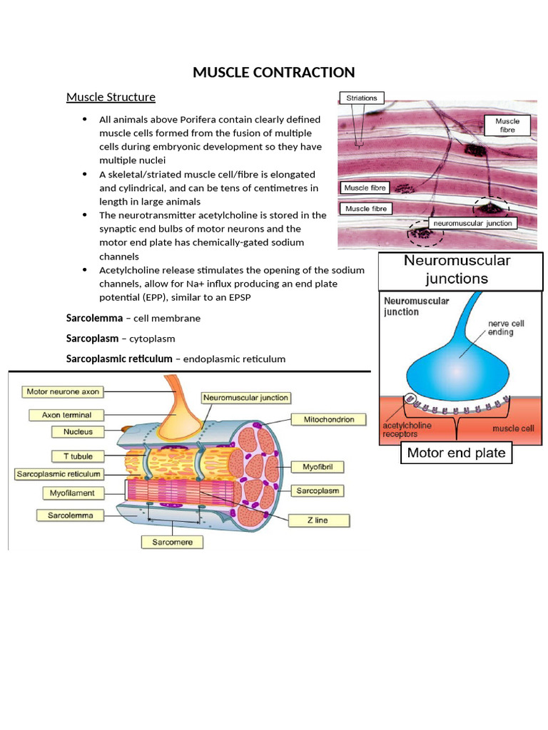 MUSCLE CONTRACTION | PDF