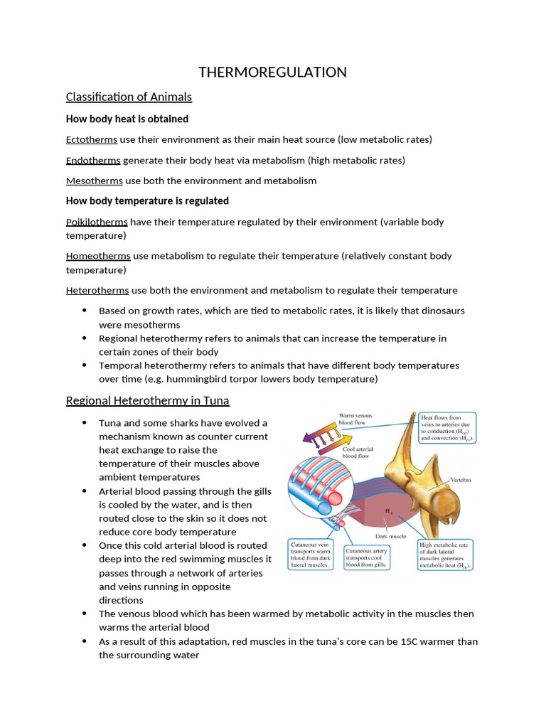 THERMOREGULATION | PDF