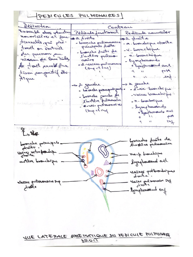 Pédicule Pulmonaire | PDF