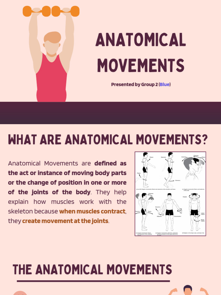 Group 2 (Blue) Anatomical Movements | PDF