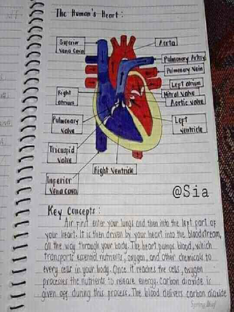 Human Heart Notes | PDF