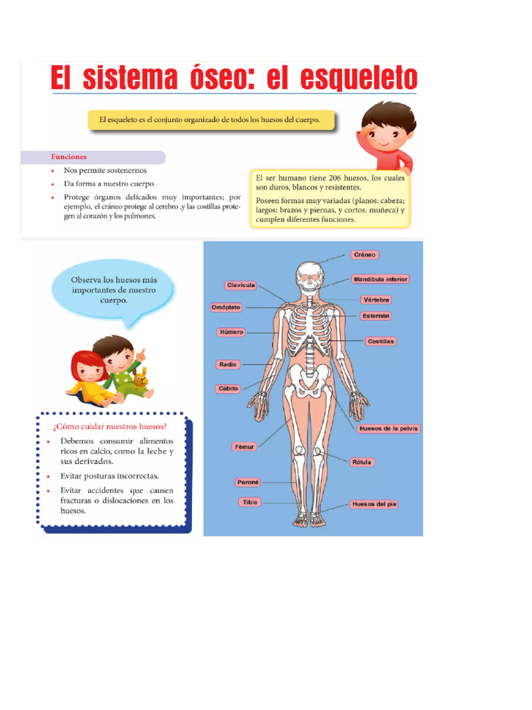 ESQUELETO y Musculos 4b | PDF