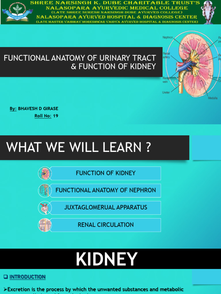 Urinary Tract Anatomy and Kidney Functions | PDF | Kidney | Urinary System