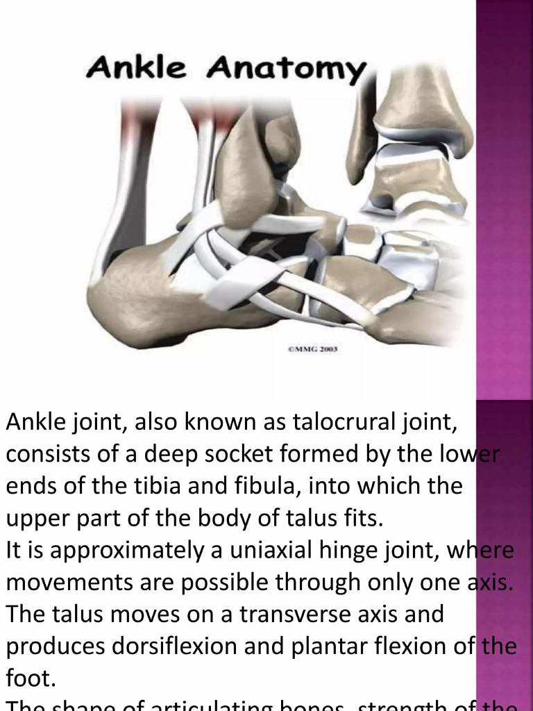 Ankle Joint | PDF